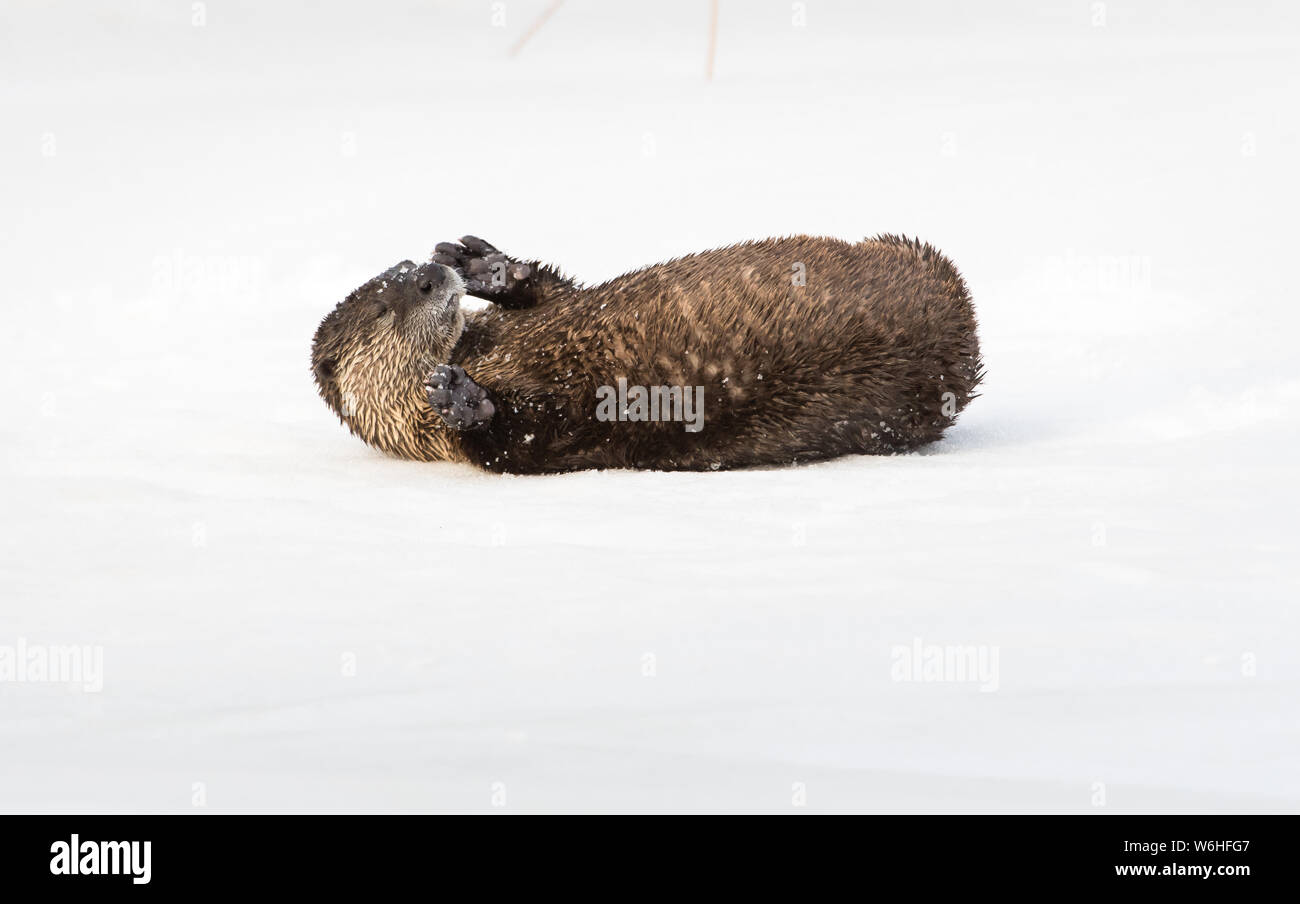 River otter in the wild Stock Photo - Alamy