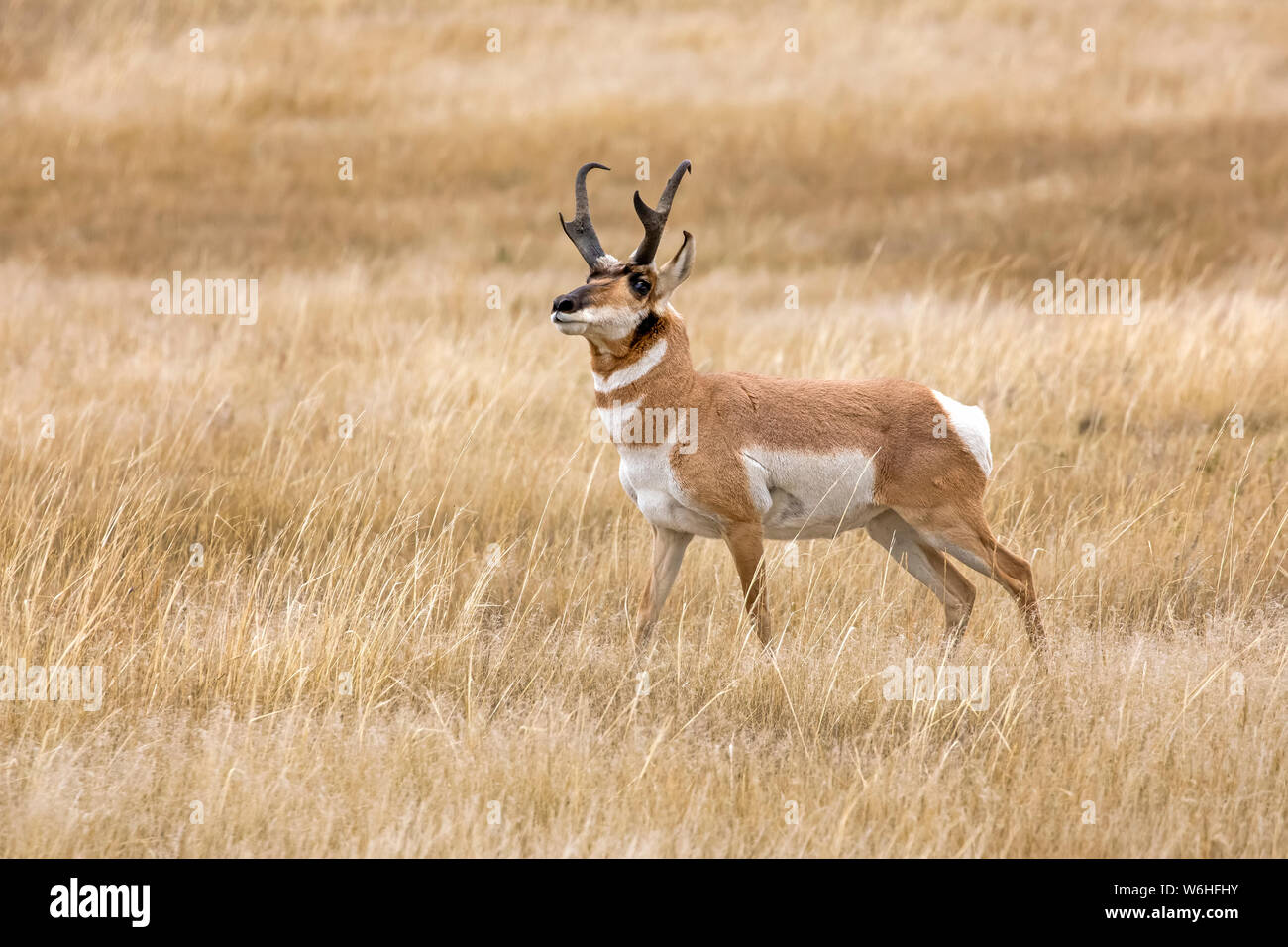 Mating antelope hi-res stock photography and images - Alamy