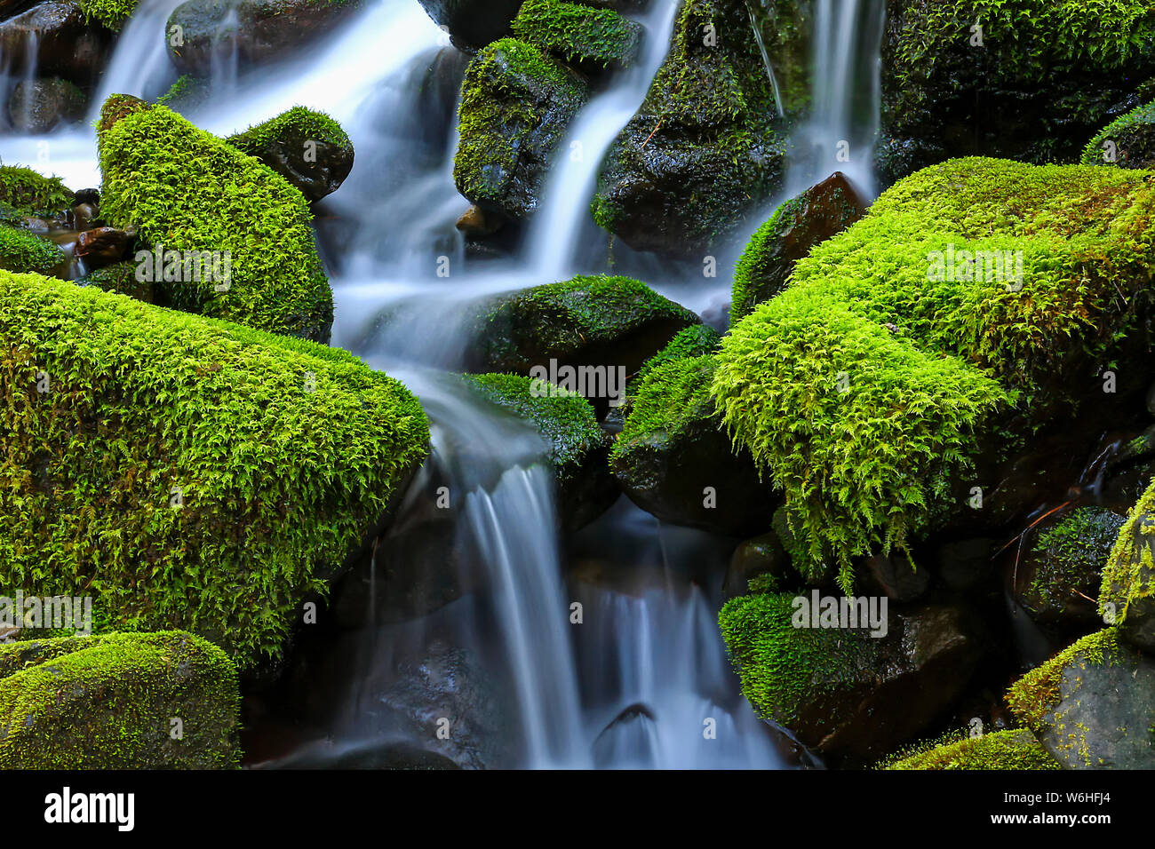 Water moss america hi-res stock photography and images - Alamy