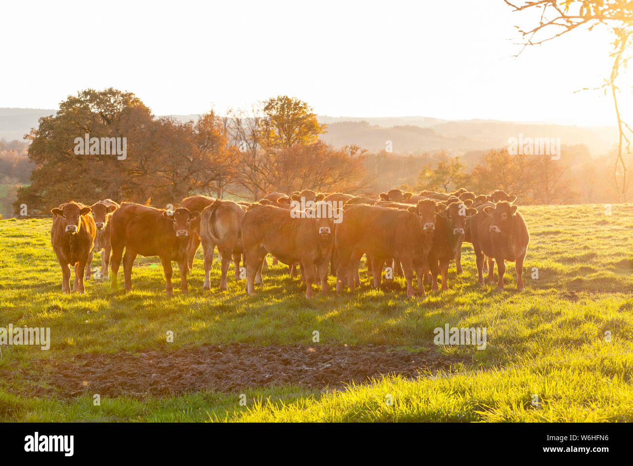 Herd of young Limousin beef cattle, cows at sunset in golden light with ...