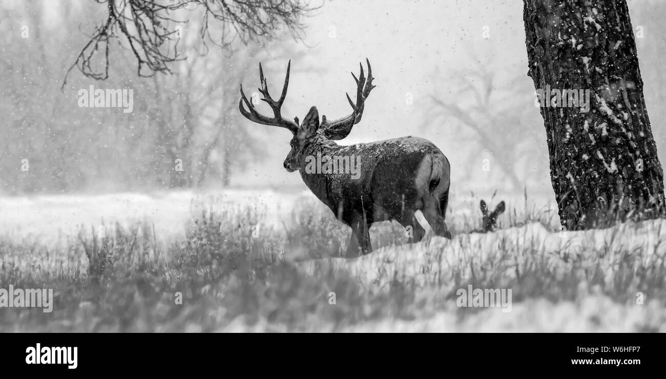 Black and white image of a Mule deer (Odocoileus hemionus) buck and doe ...