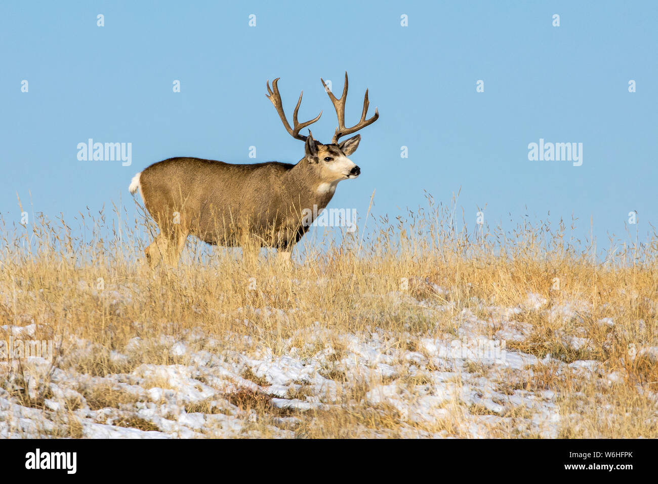 Blue buck hi-res stock photography and images - Alamy
