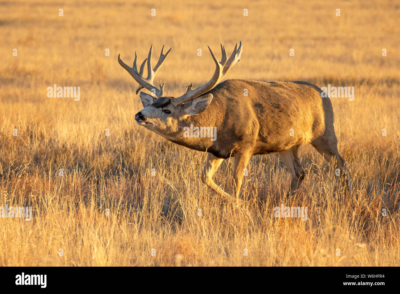 Mule deer walking hi-res stock photography and images - Alamy