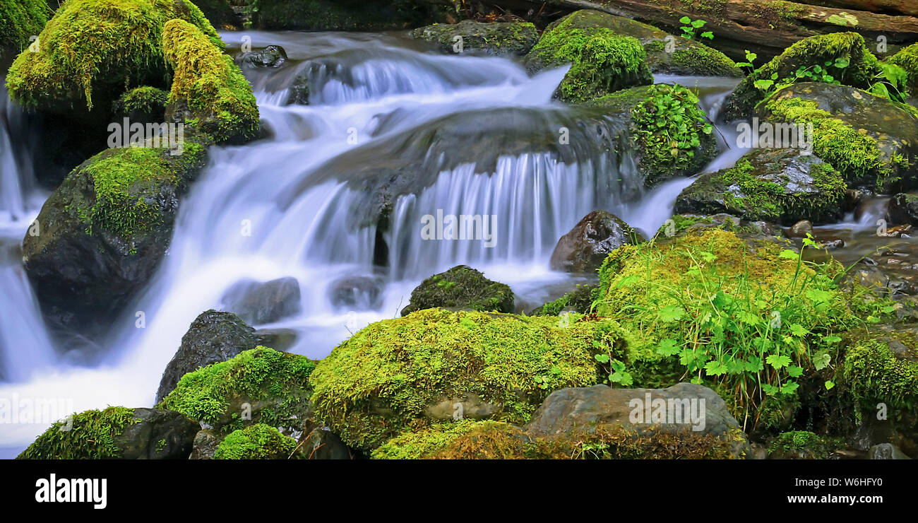 Water moss america hi-res stock photography and images - Alamy