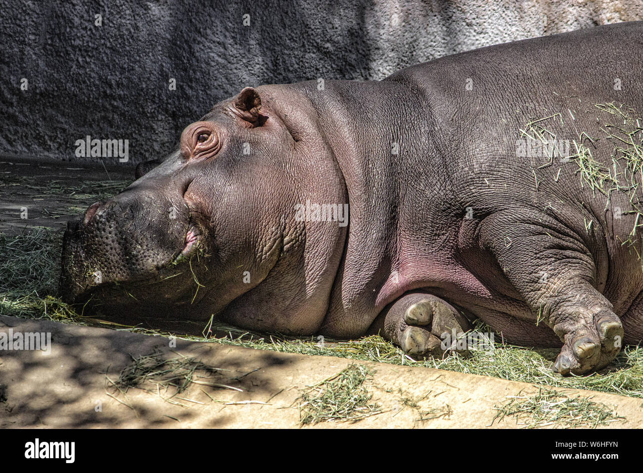 Hippopotamus. Lying down. facing left partial body. head. asleep. wall ...