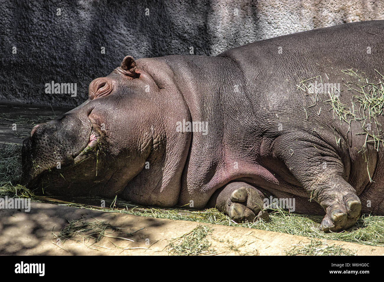 Hippopotamus. Lying down. facing left partial body. head. asleep. wall ...