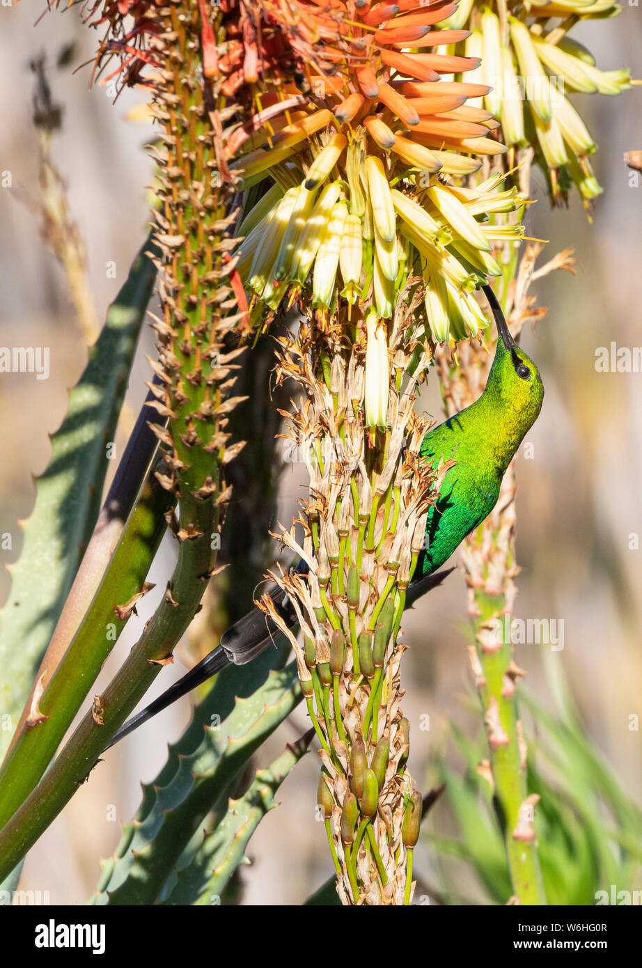 Nectarina famosa hi-res stock photography and images - Alamy
