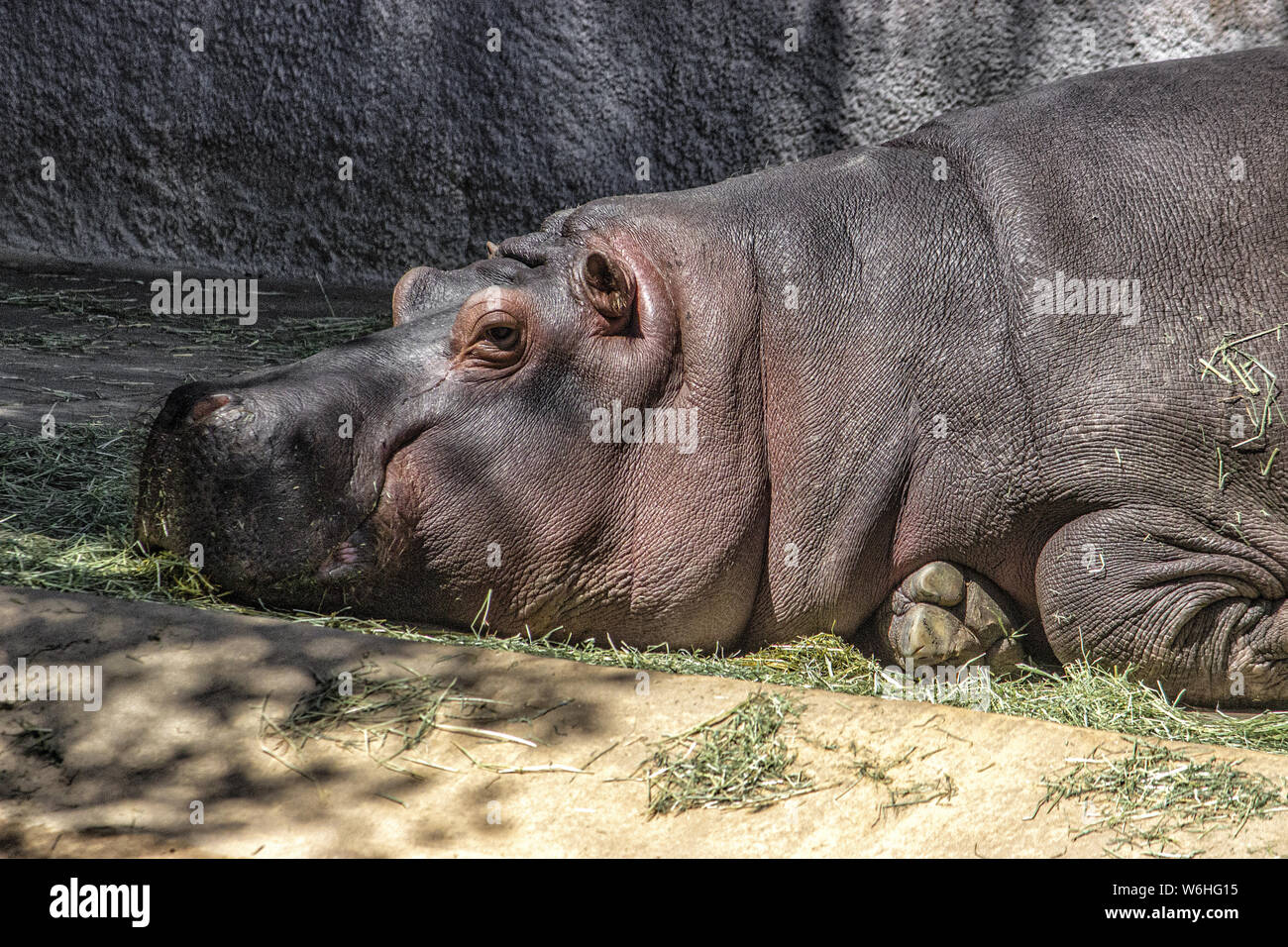 Hippopotamus. Lying down. facing left partial body. head. asleep. wall ...
