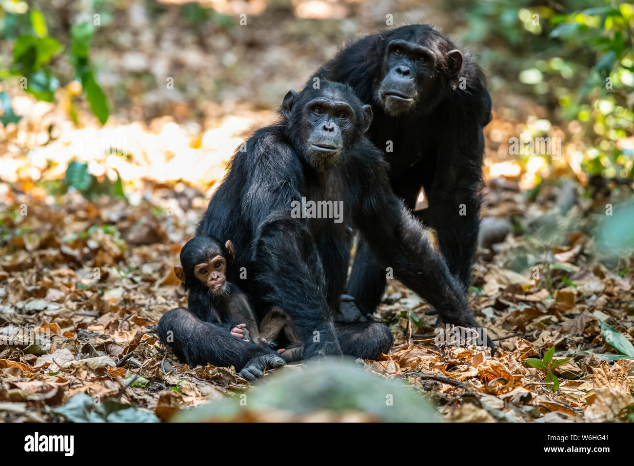 Family chimpanzee hi-res stock photography and images - Alamy
