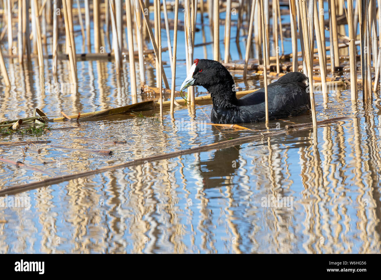 Red-knobbed Coot (Fulica cristata) or Crested Coot foraging amongst ...