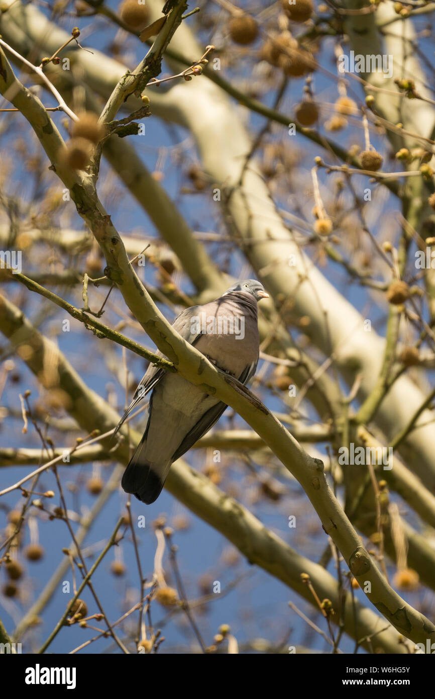 Ringed turtle-dove on plane tree branch Stock Photo - Alamy