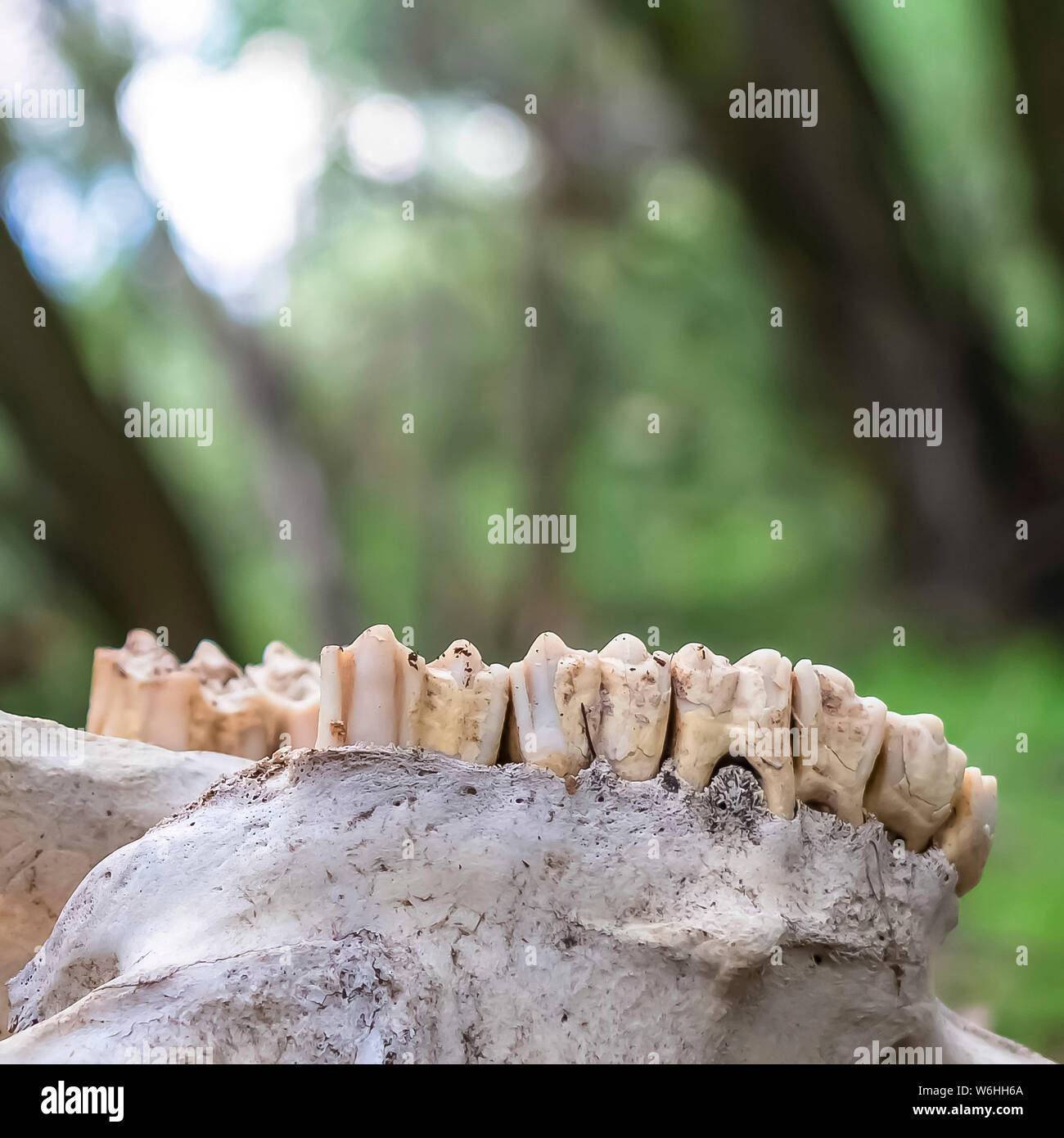 Square frame Close up of an animal skull in the forest against blurred ...