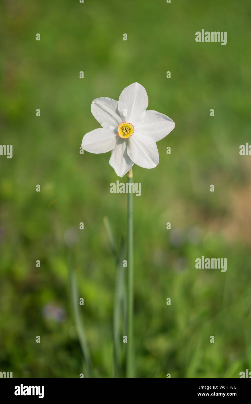 Single daffodil on spring meadow Stock Photo - Alamy