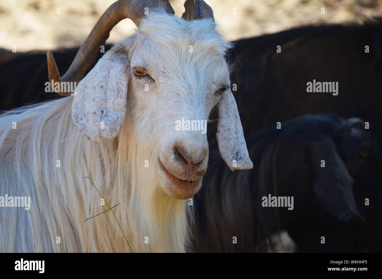Goats stomach hi-res stock photography and images - Alamy