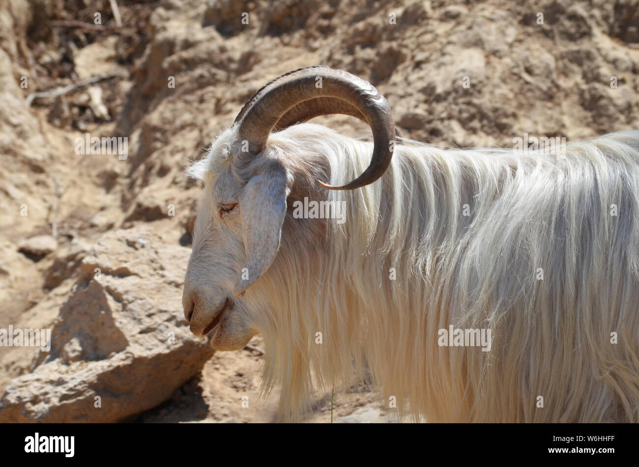Goat pupils hi-res stock photography and images - Alamy
