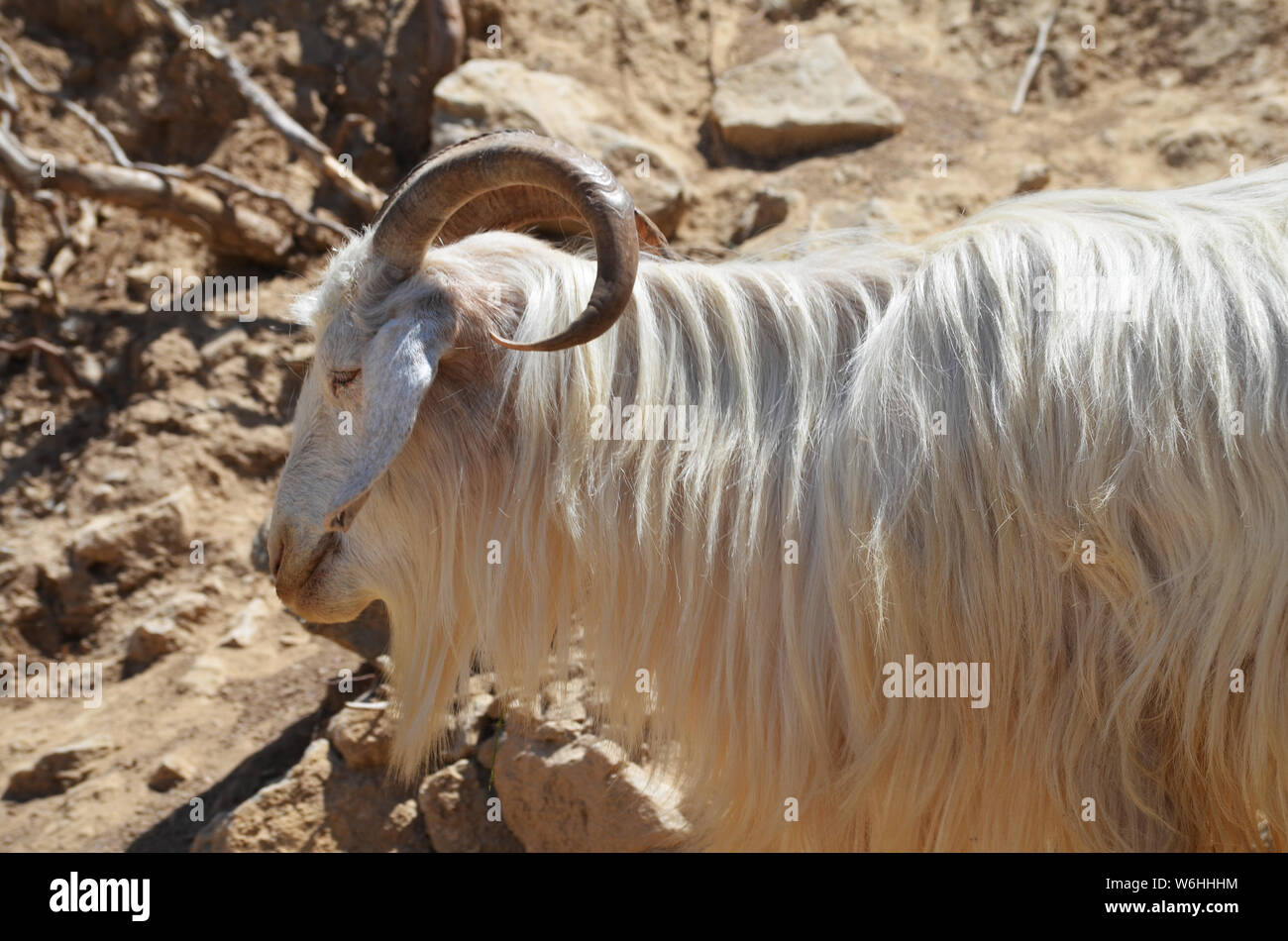Human goat interaction hi-res stock photography and images - Alamy