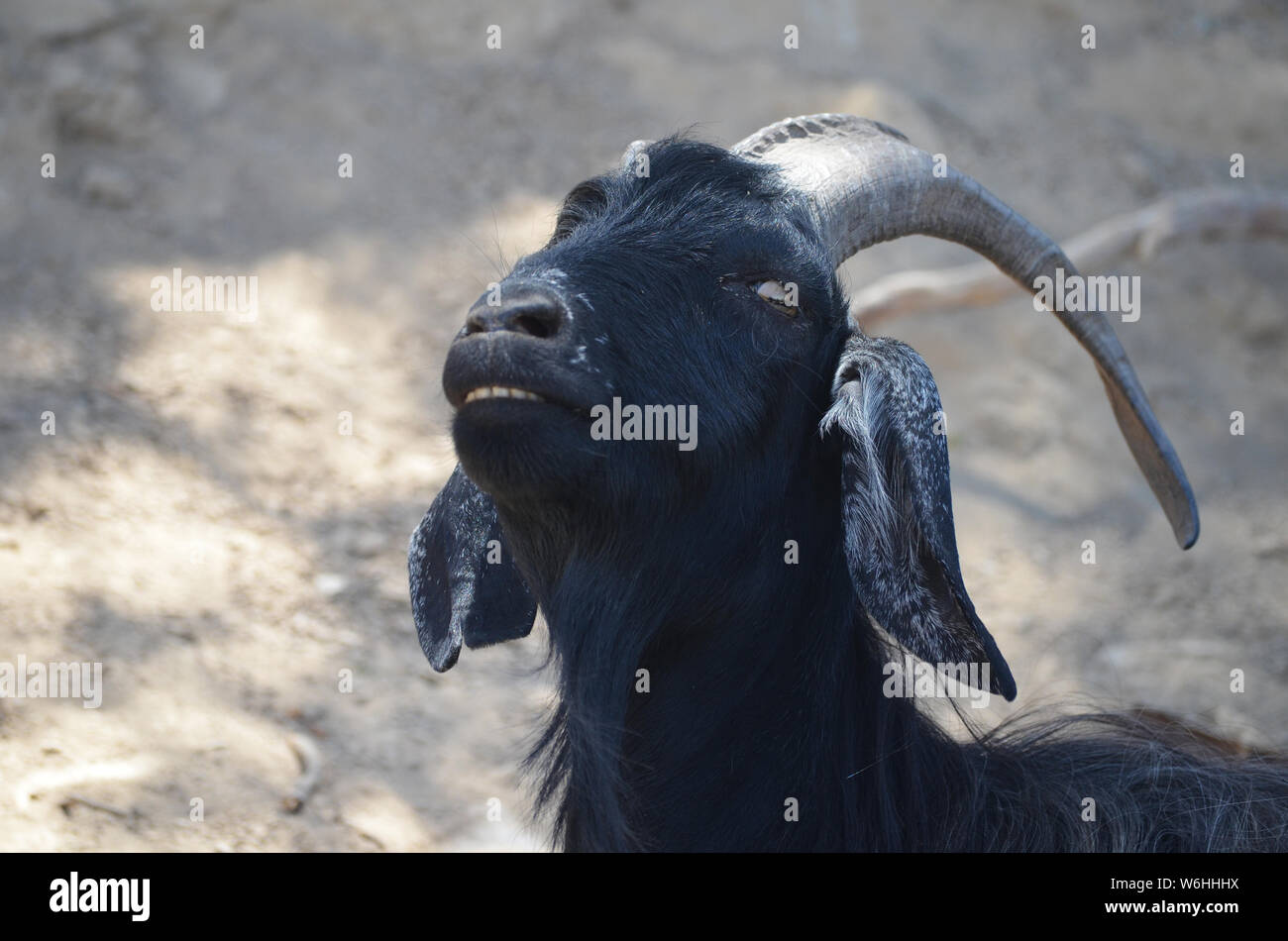 Human goat interaction hi-res stock photography and images - Alamy