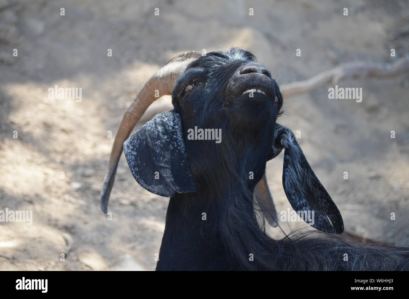 Goats stomach hi-res stock photography and images - Alamy