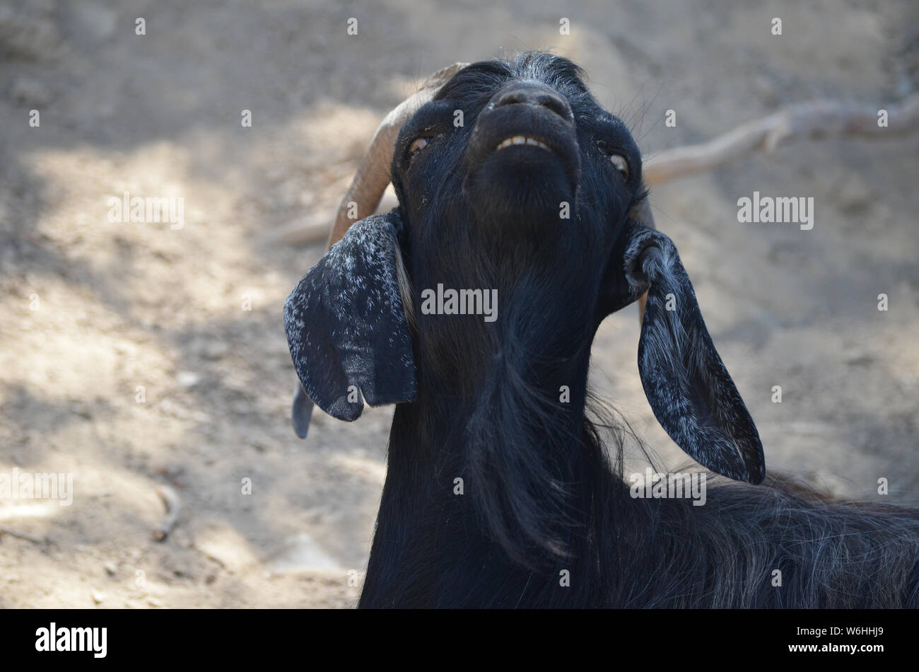 Goat Pupils High Resolution Stock Photography and Images - Alamy