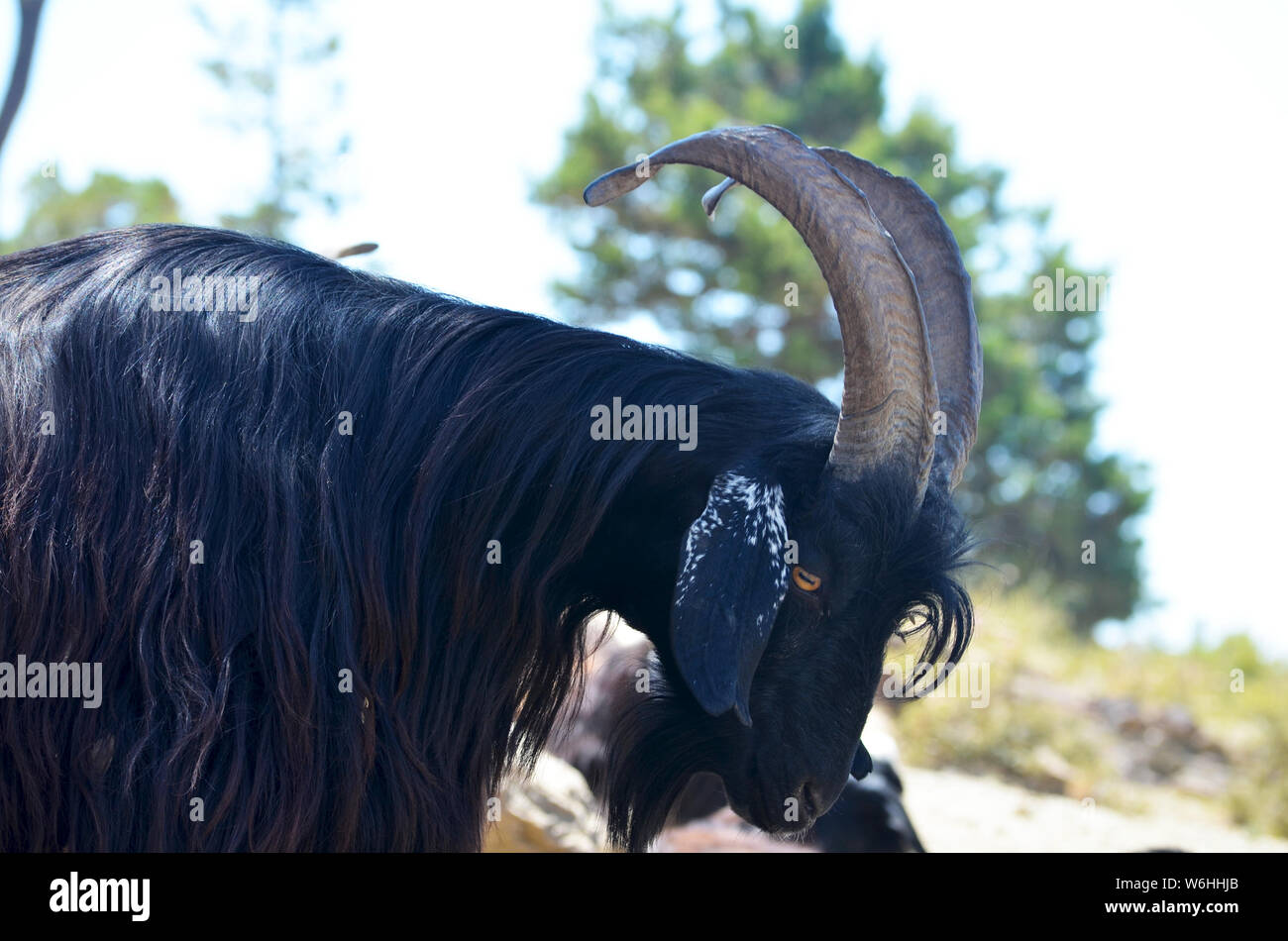Goat Browsing High Resolution Stock Photography and Images - Alamy