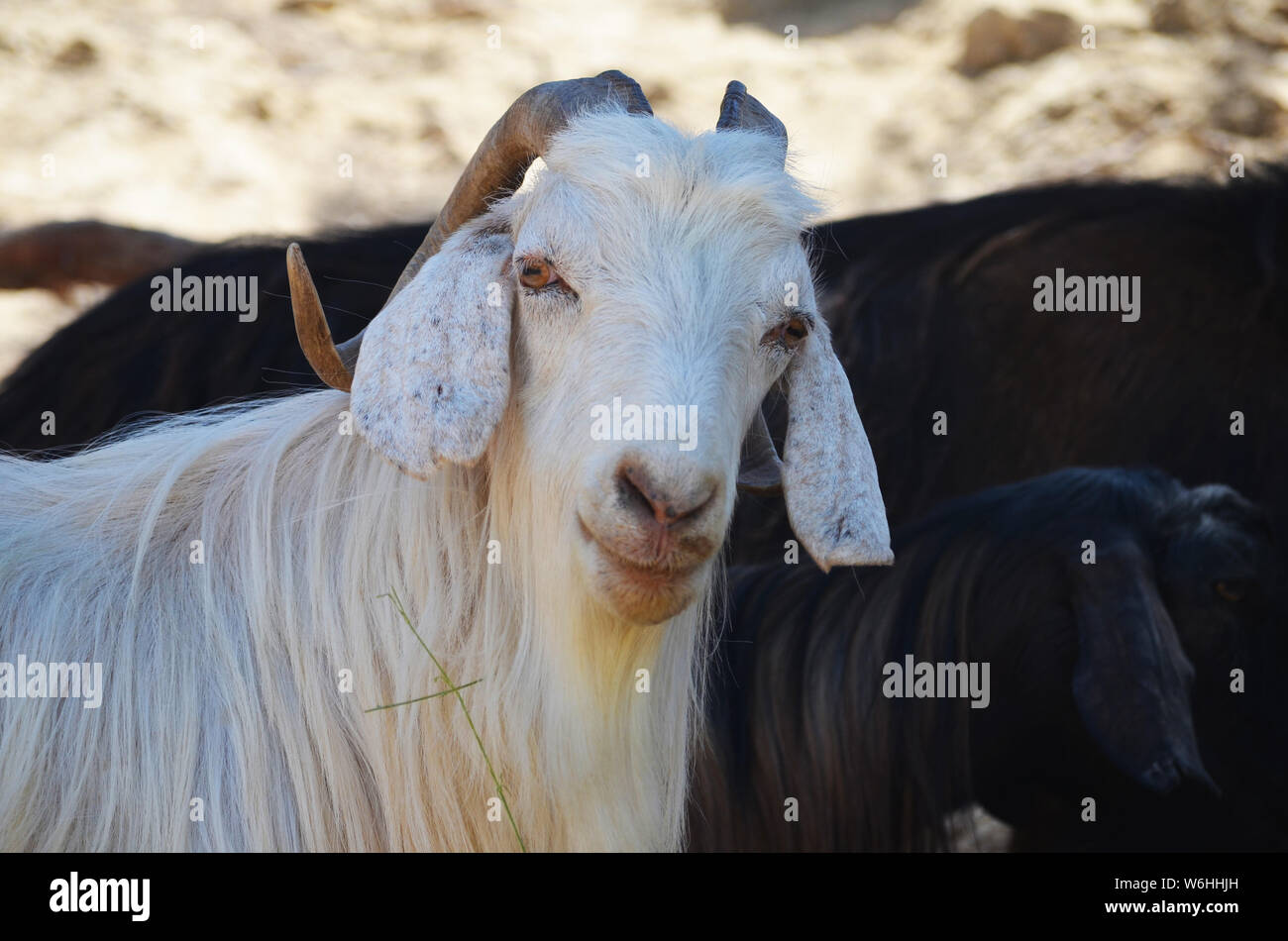 Human Goat Interaction High Resolution Stock Photography and Images - Alamy