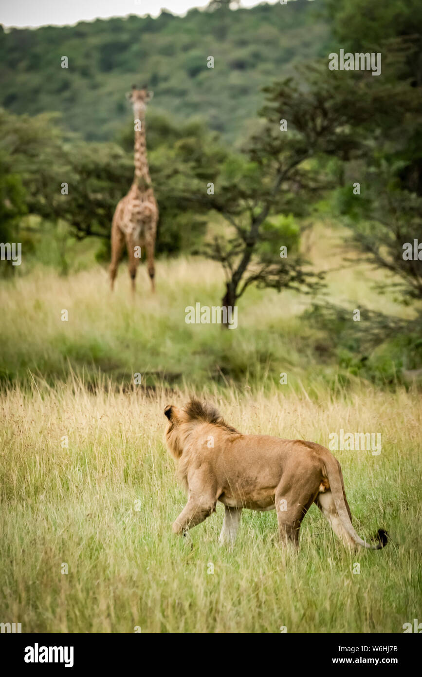 Lion hunting giraffe hi-res stock photography and images - Alamy