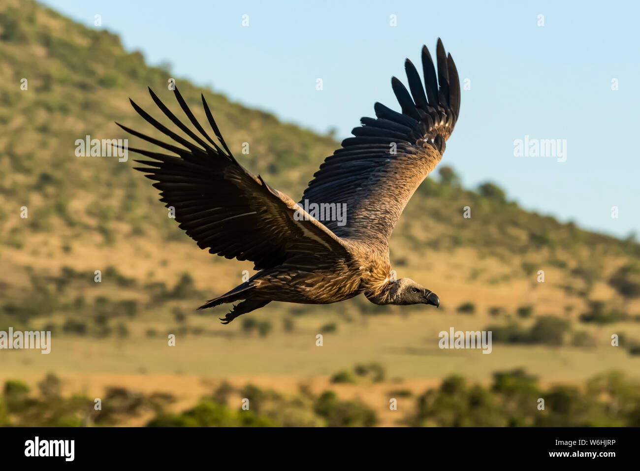 African white-backed vulture (Gyps africanus) flying over grassy ...