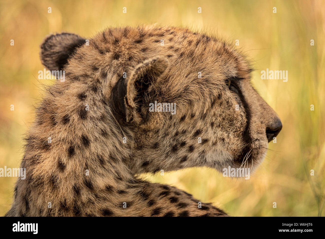 Female animal rear view hi-res stock photography and images - Alamy