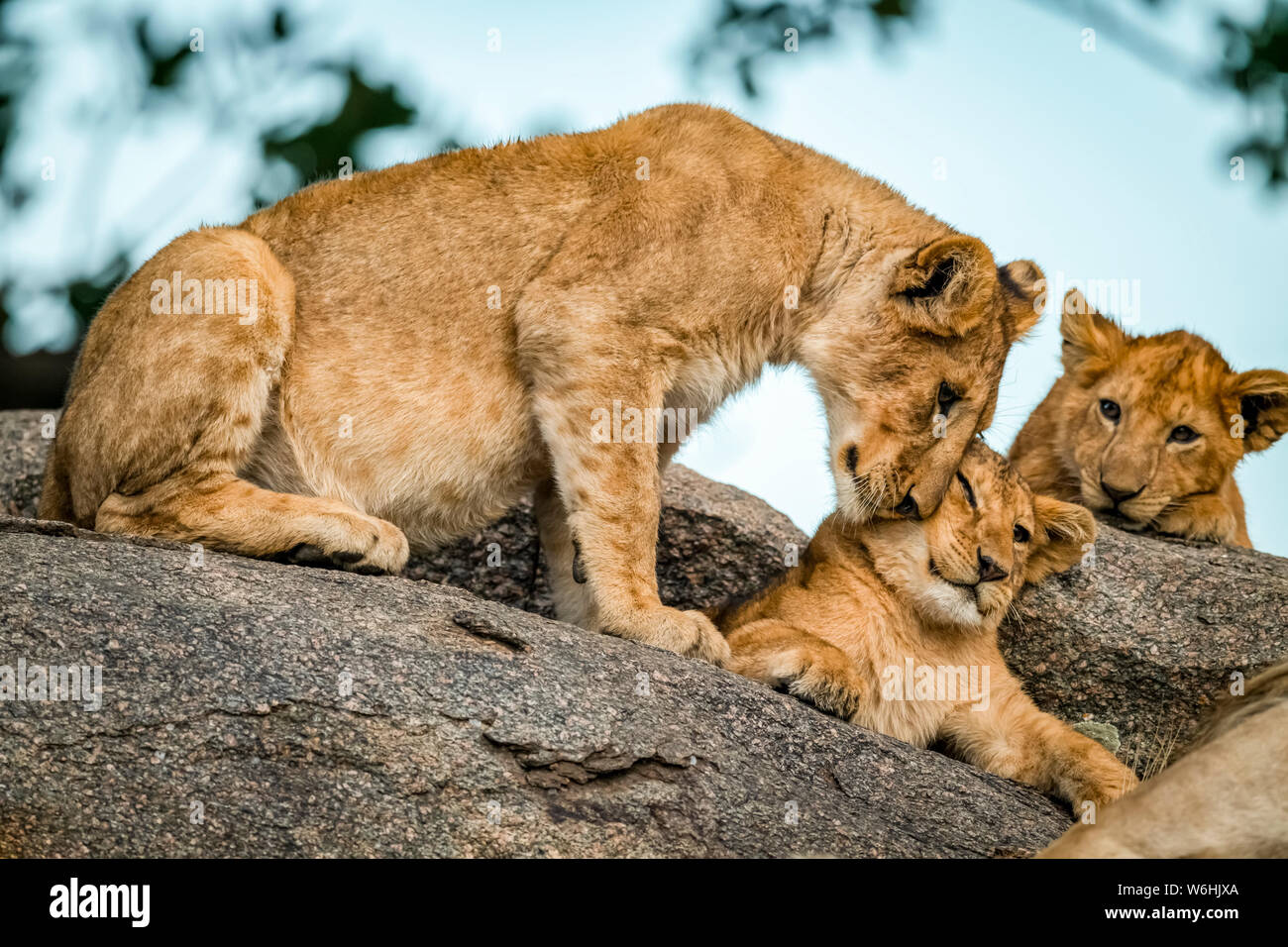 Cat nuzzles hi-res stock photography and images - Alamy
