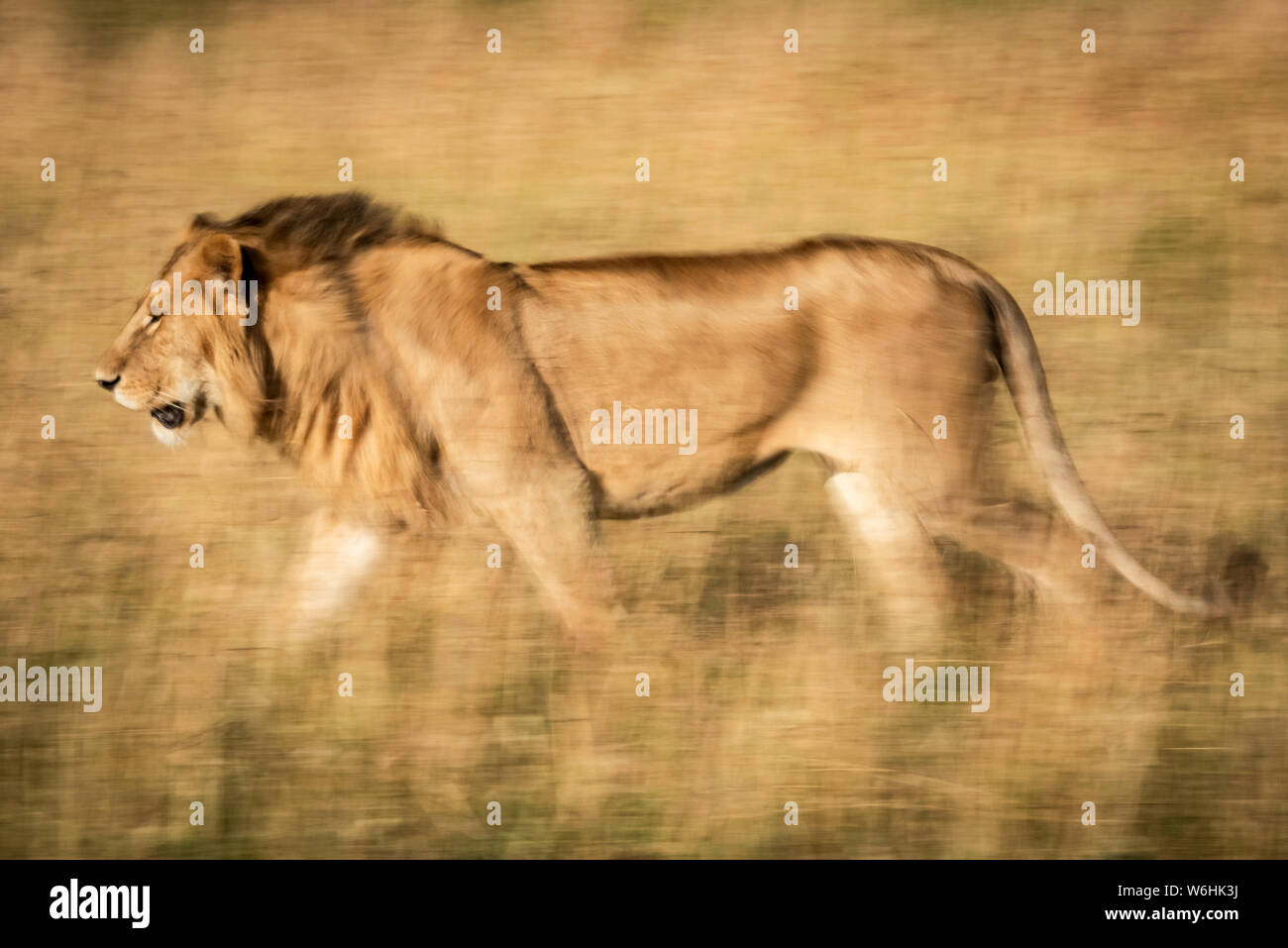Slow pan of male lion (Panthera leo) walking left, Serengeti, Tanzania ...