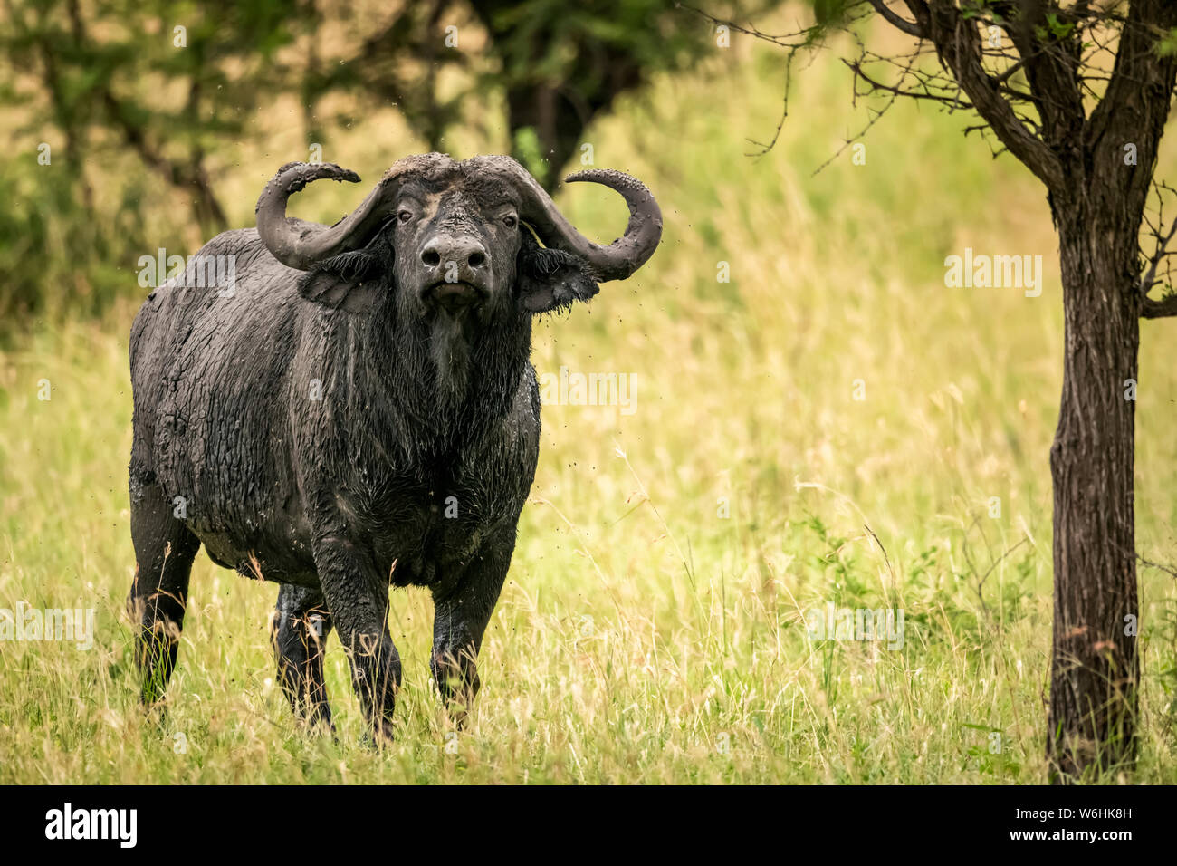 African buffalo standing under tree hi-res stock photography and images ...