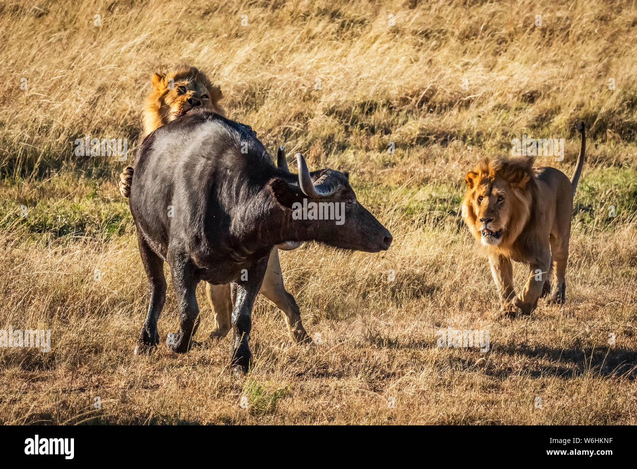 African buffalo lion hi-res stock photography and images - Alamy
