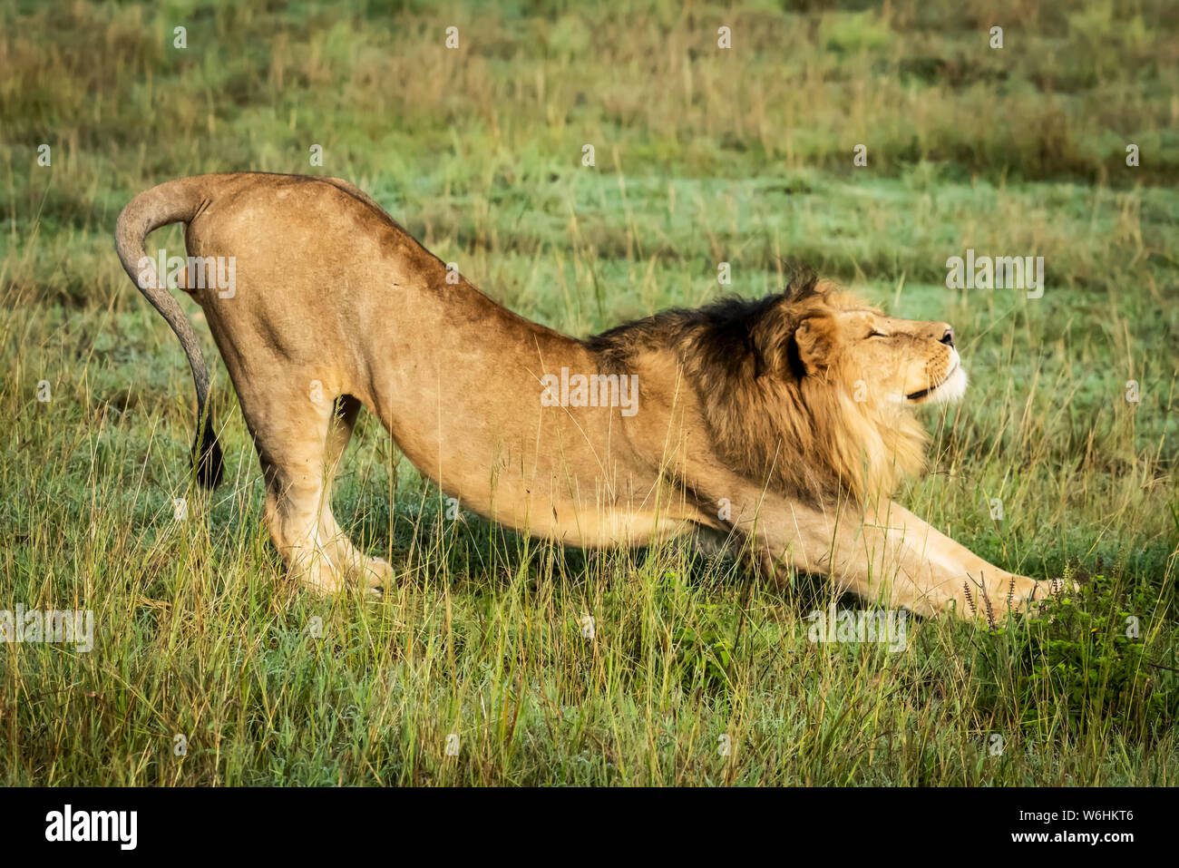 Lion Lying Down Side View