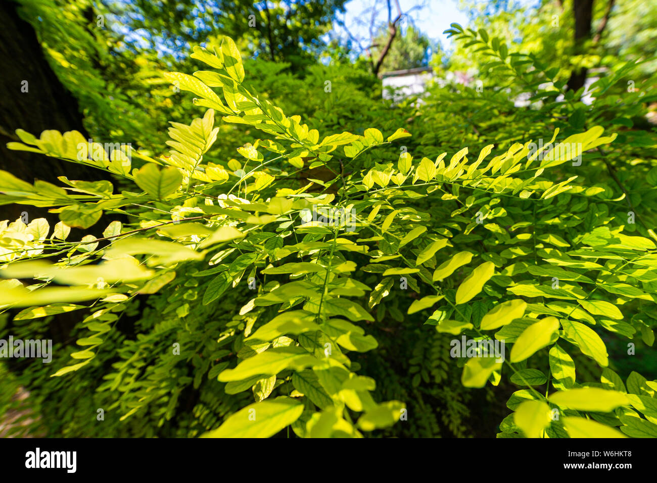 Acacia leaves in sun summer hi-res stock photography and images - Alamy