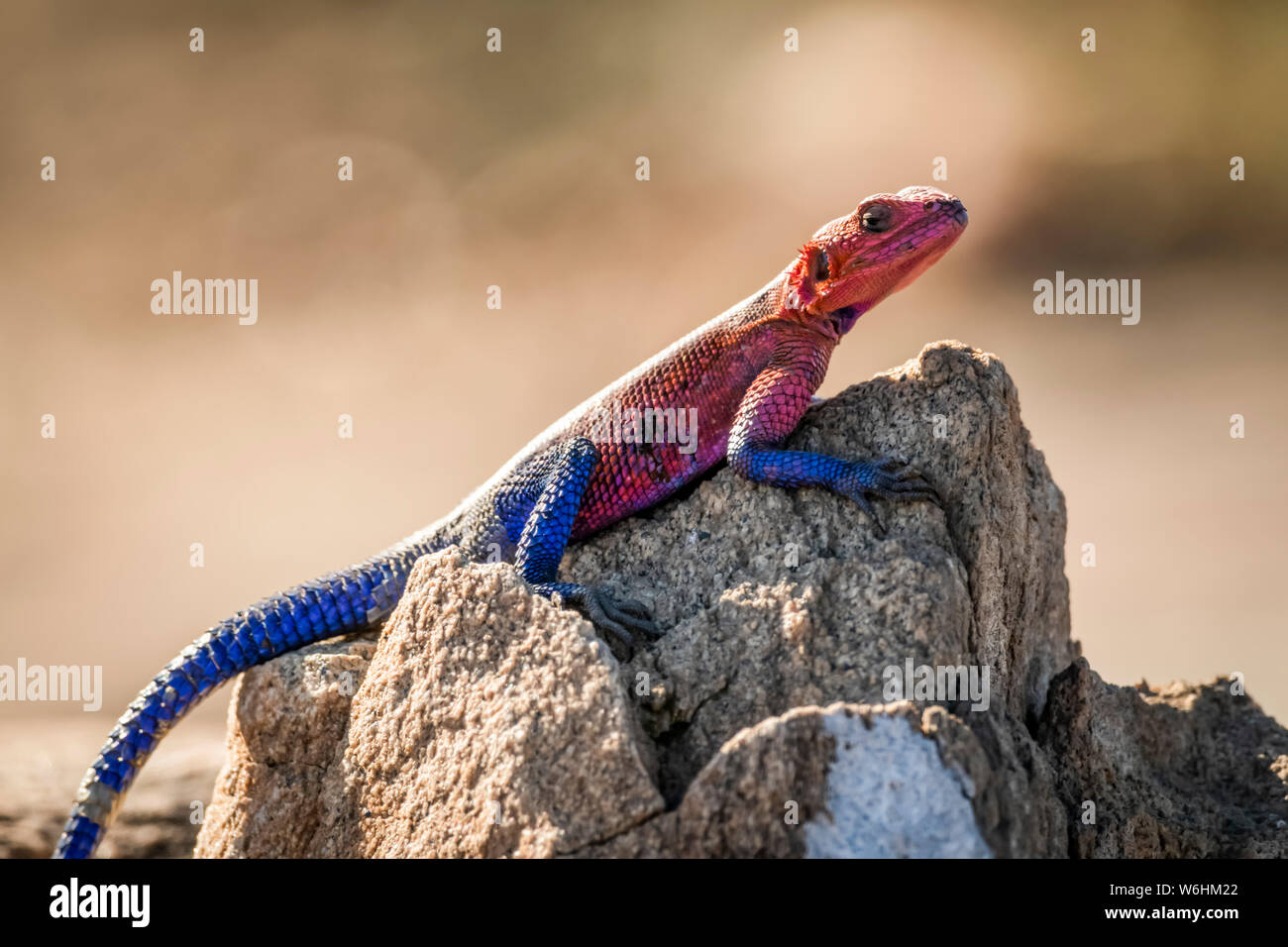 Spider-Man agama (Agama mwanzae) lizard basks on sunlit rock, Serengeti ...