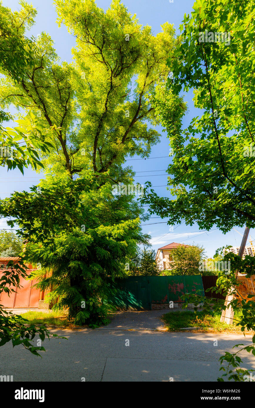 Beautiful big tree acacia in the street city Stock Photo - Alamy
