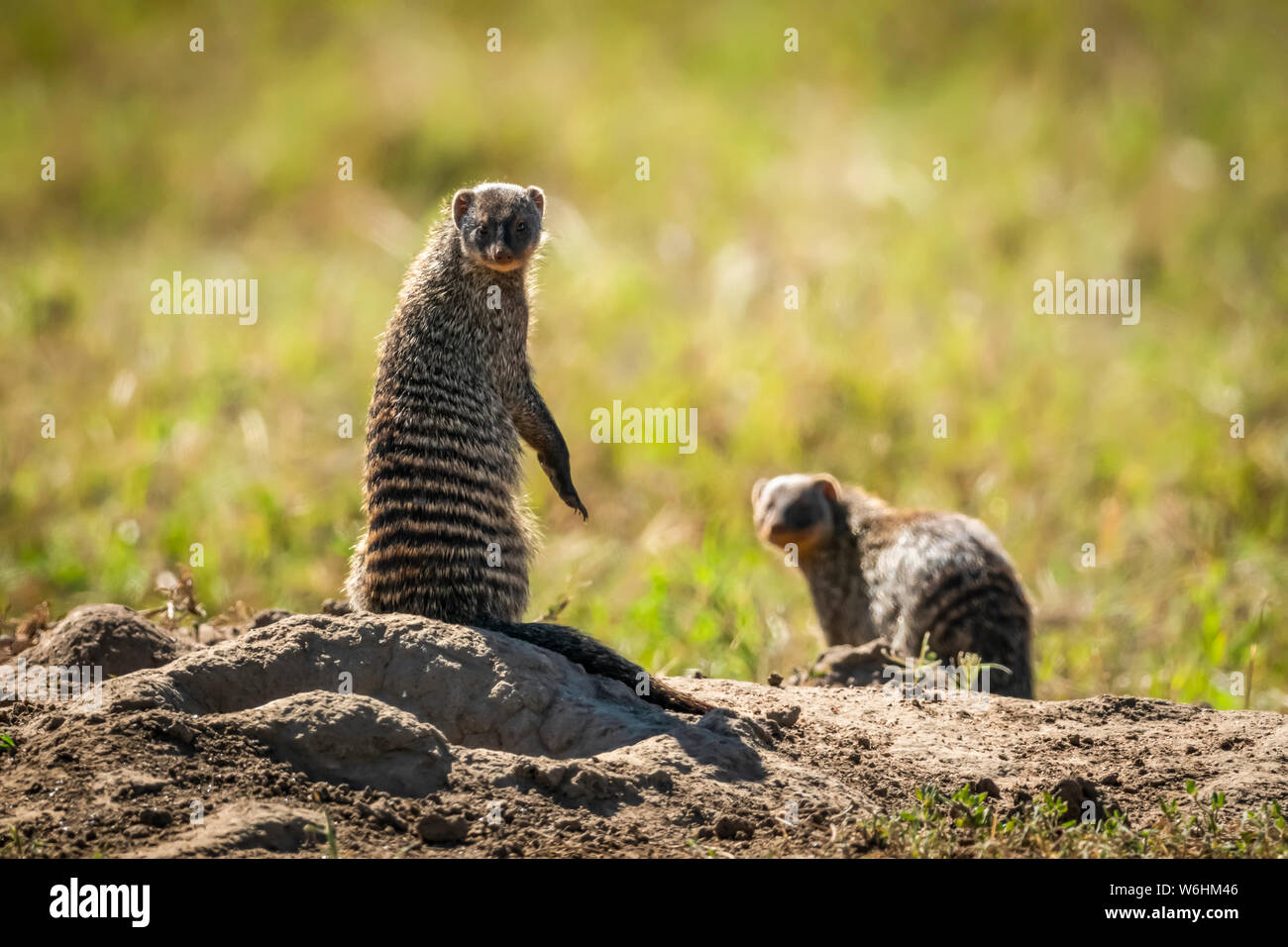 Two banded mongoose (Mungos mungo) eye camera in sunshine, Serengeti ...