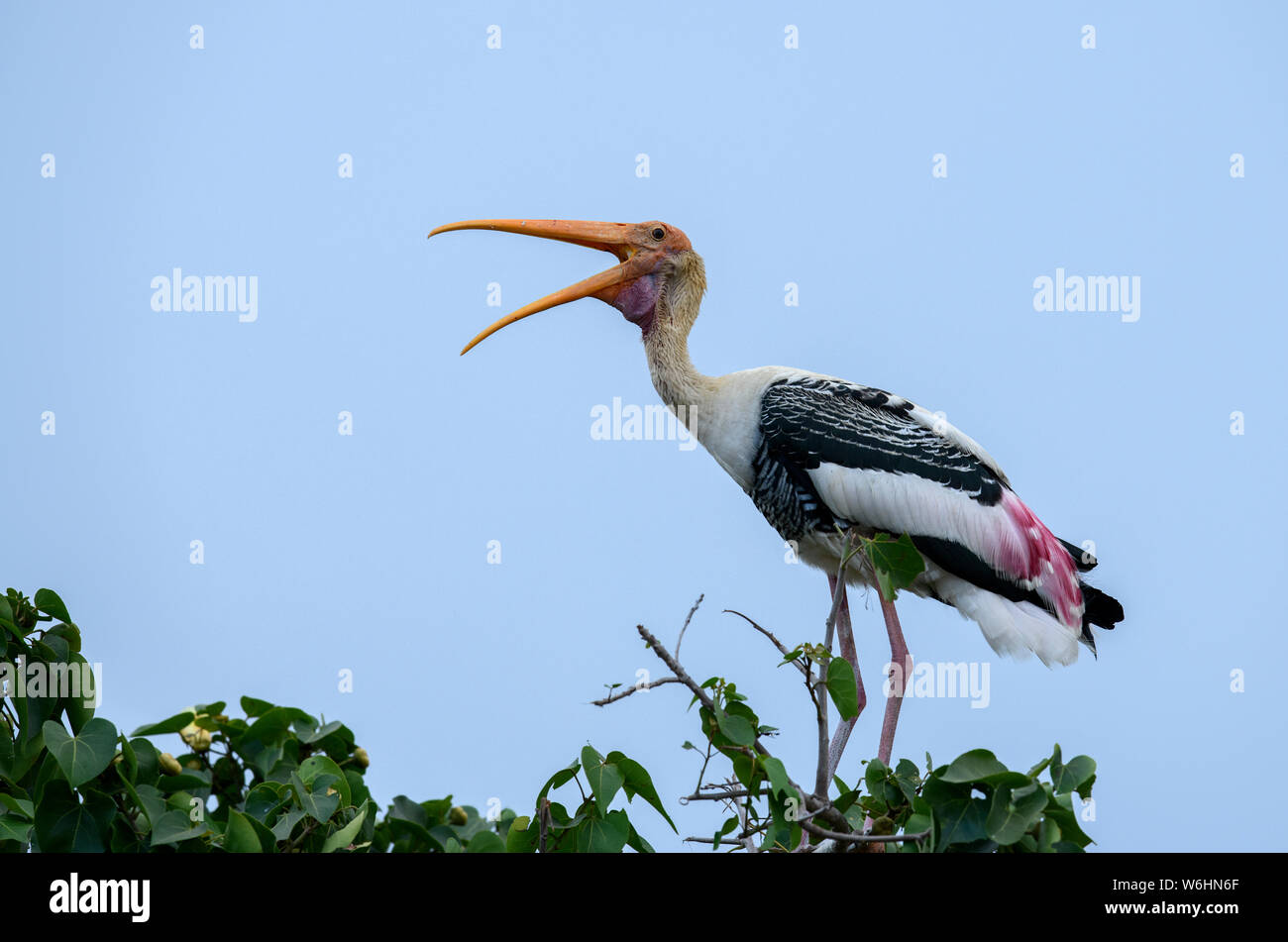 Pinted stork bird in Koonthankulan Bird Sanctuary is a protected area ...