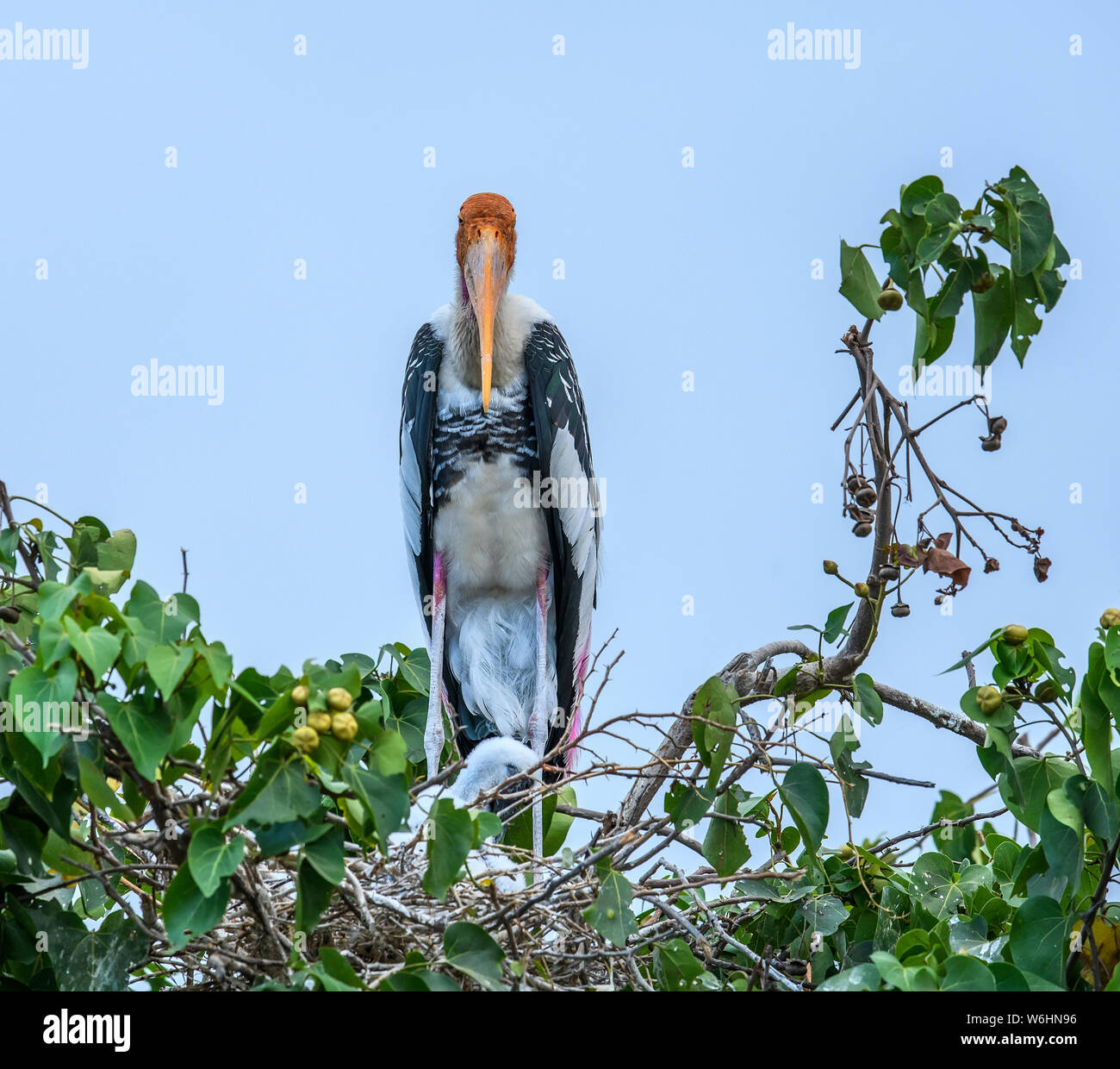 Pinted stork bird in Koonthankulan Bird Sanctuary is a protected area ...