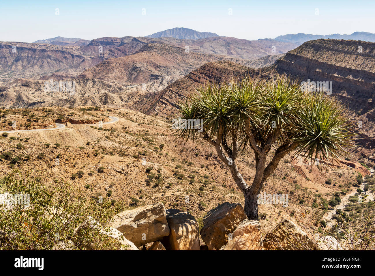 Ethiopian tree hi-res stock photography and images - Alamy