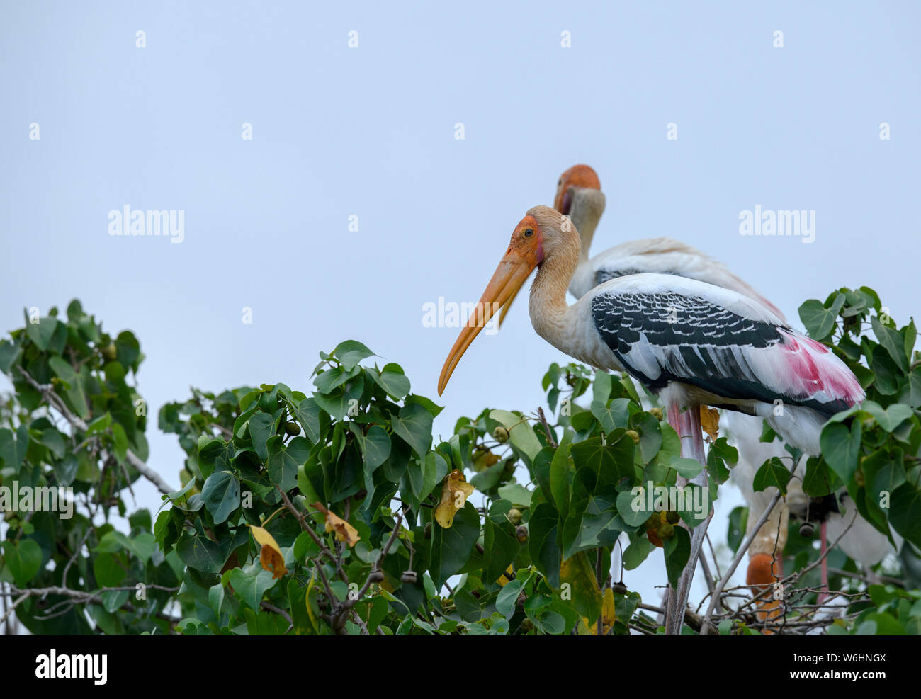 Pinted stork bird in Koonthankulan Bird Sanctuary is a protected area ...