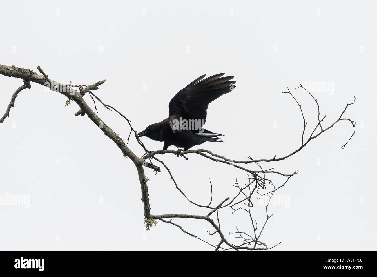An American Crow (Corvus brachyrhynchos) collects nesting material ...