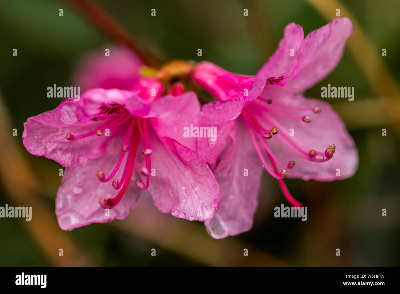 Azalea Oregon High Resolution Stock Photography and Images - Alamy