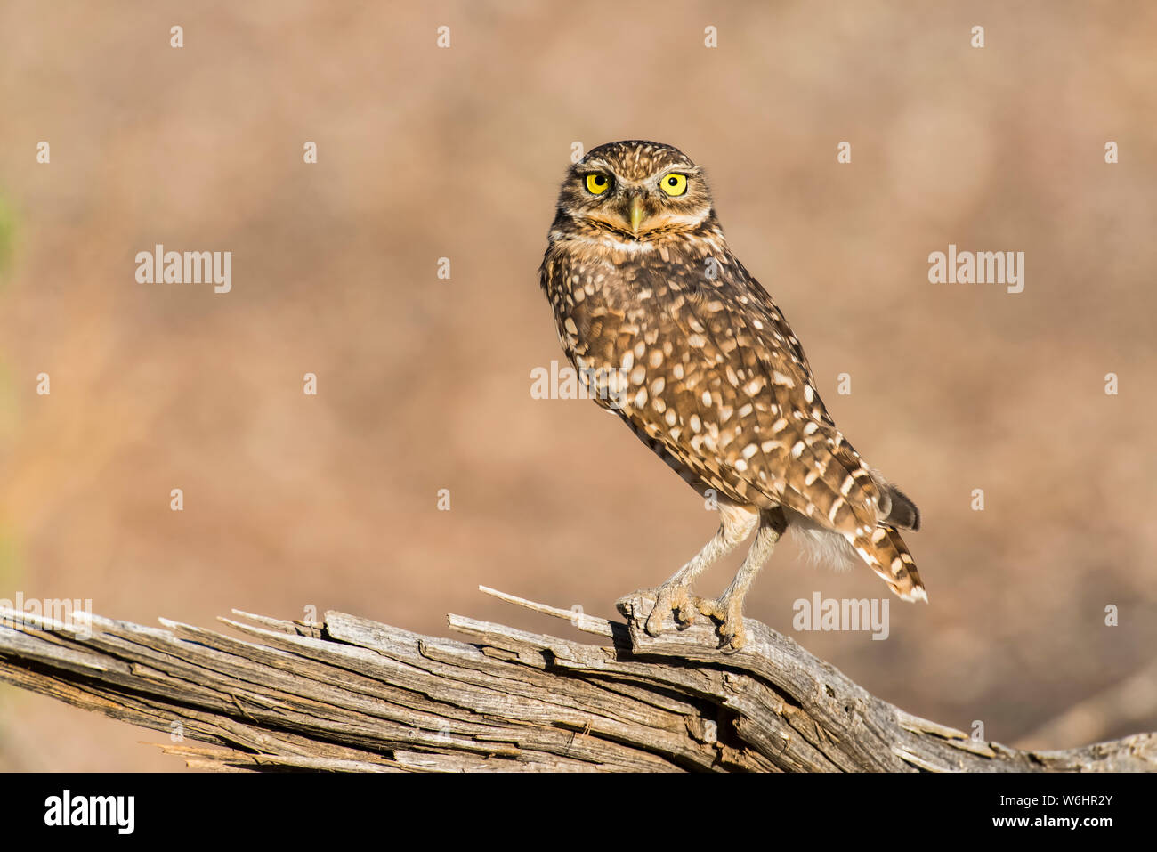 Dilated pupils hi-res stock photography and images - Alamy