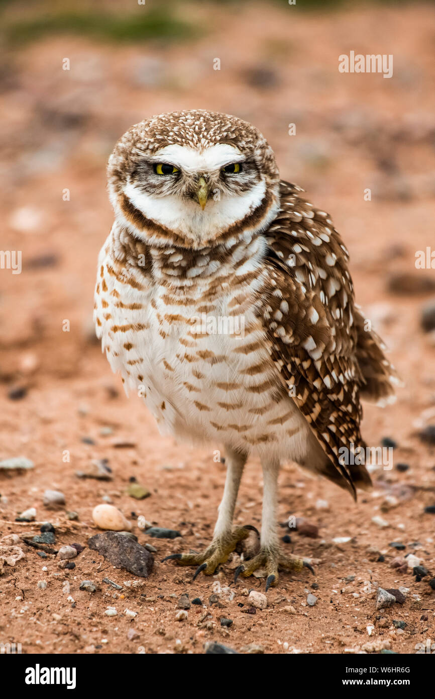 Full grown animals hi-res stock photography and images - Alamy