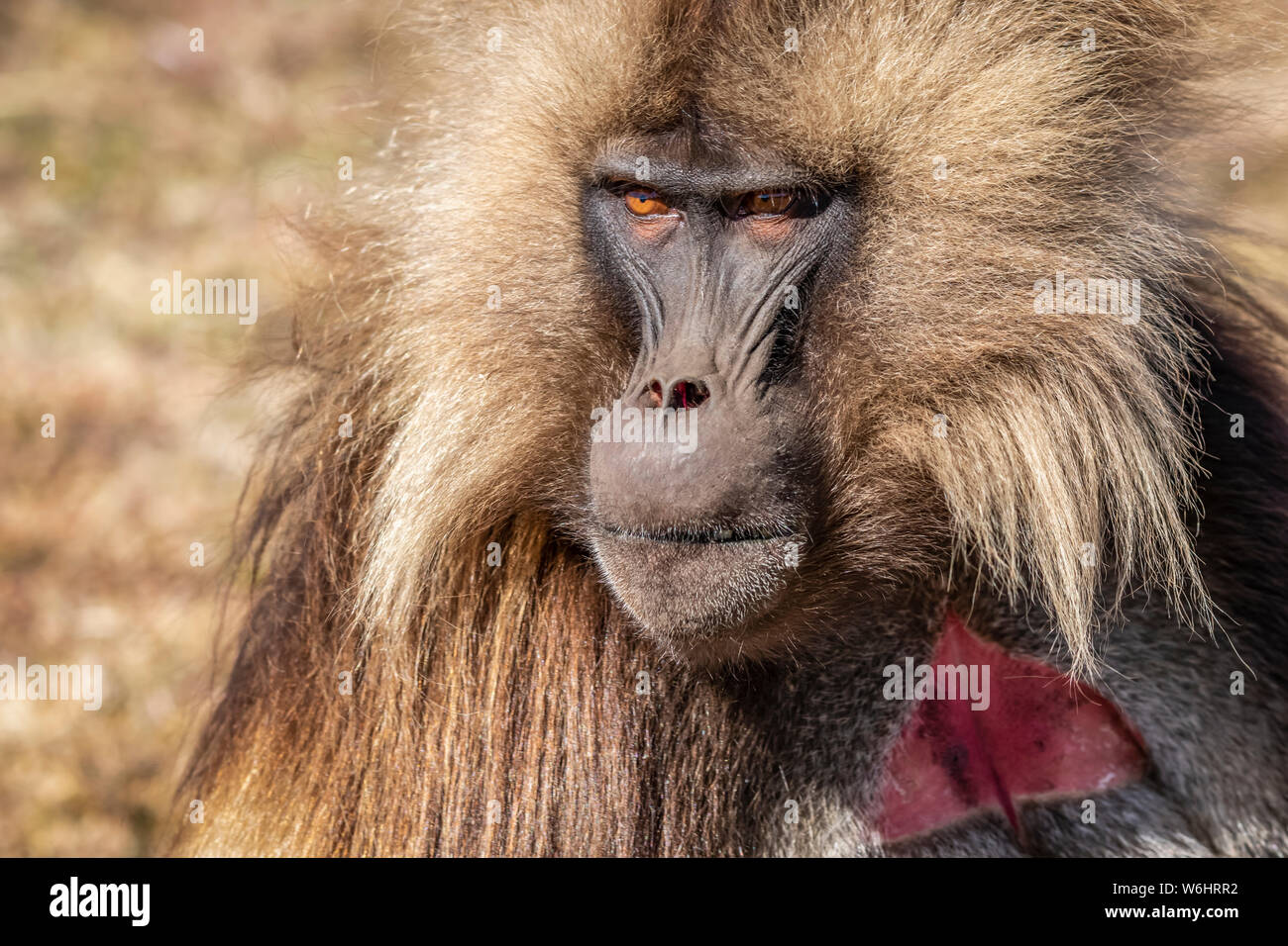 Male Gelada (Theropithecus gelada), Simien National Park; Amhara Region ...