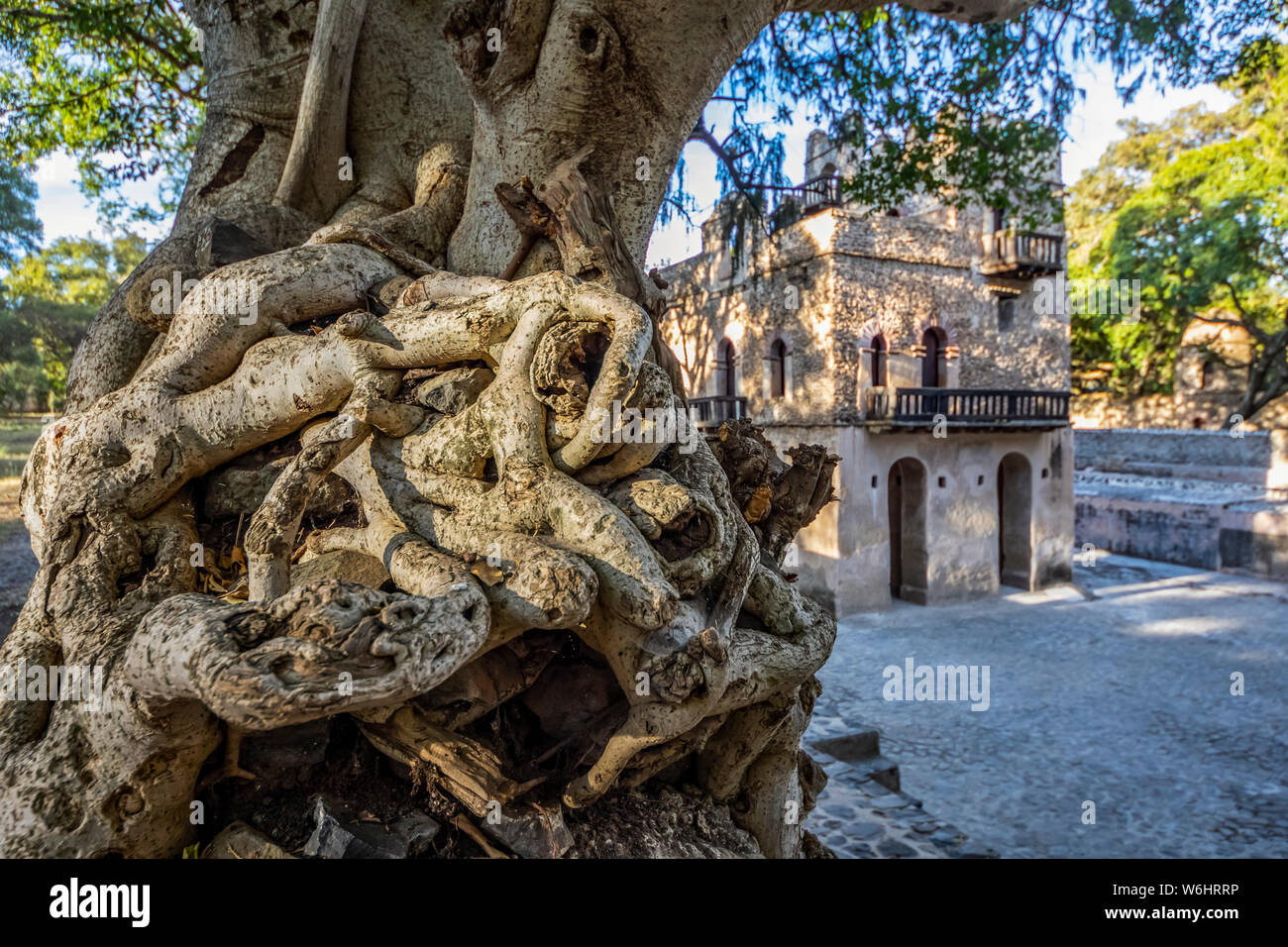 Three-storied bathing palace at Fasilides Bath with overgrown tree ...