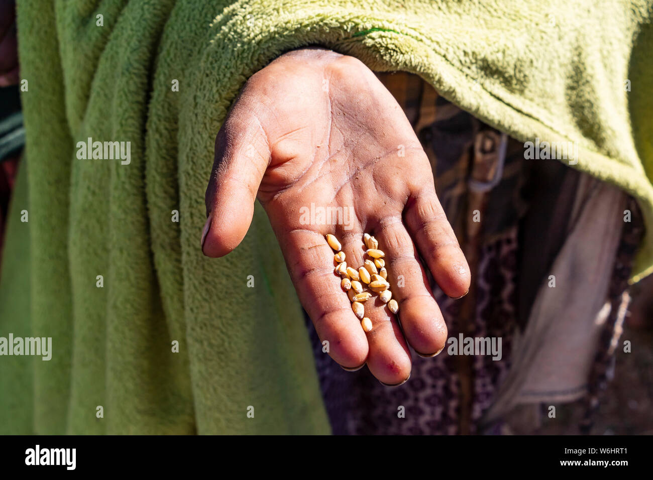 Hand of an Ethiopian child holding wheat grains, Simien Mountains ...