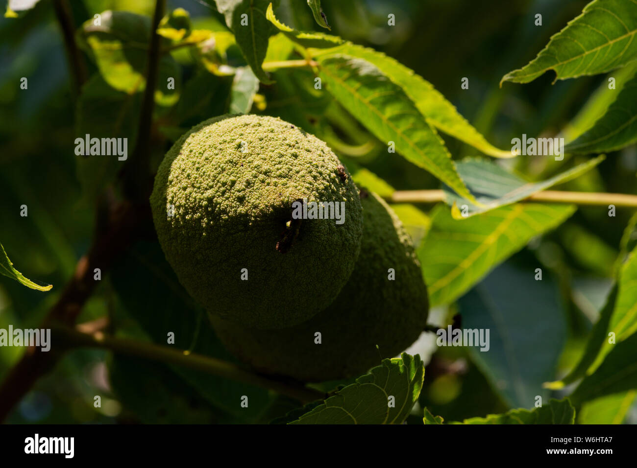 Green Unripe Fruits of Eastern American Black Walnut, a species of ...