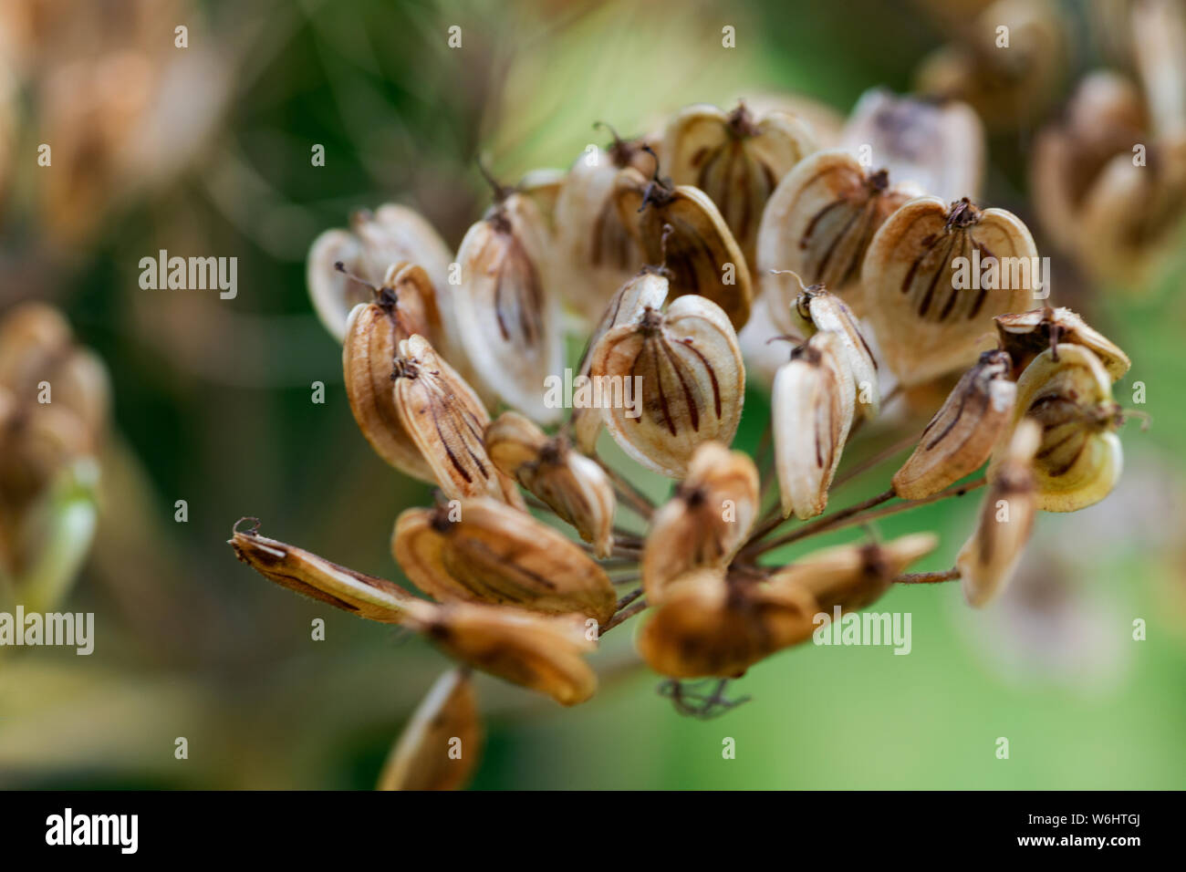 Schizocarps hi-res stock photography and images - Alamy